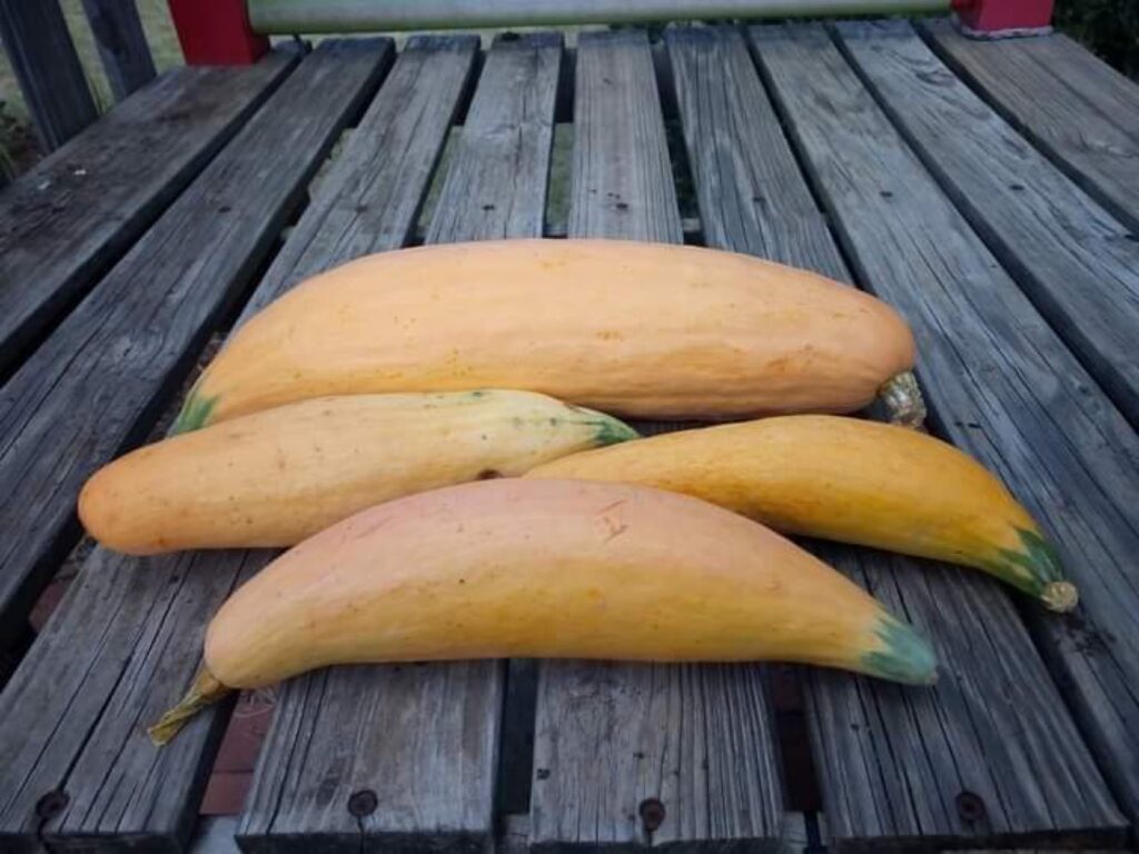 North Georgia Candy Roaster Squash - Local Seeds