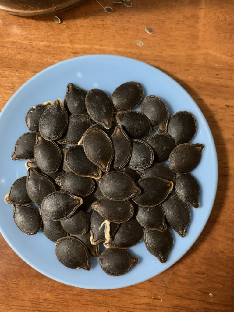 Shark Fin Melon/ Bí Vi Cá - Local Seeds
