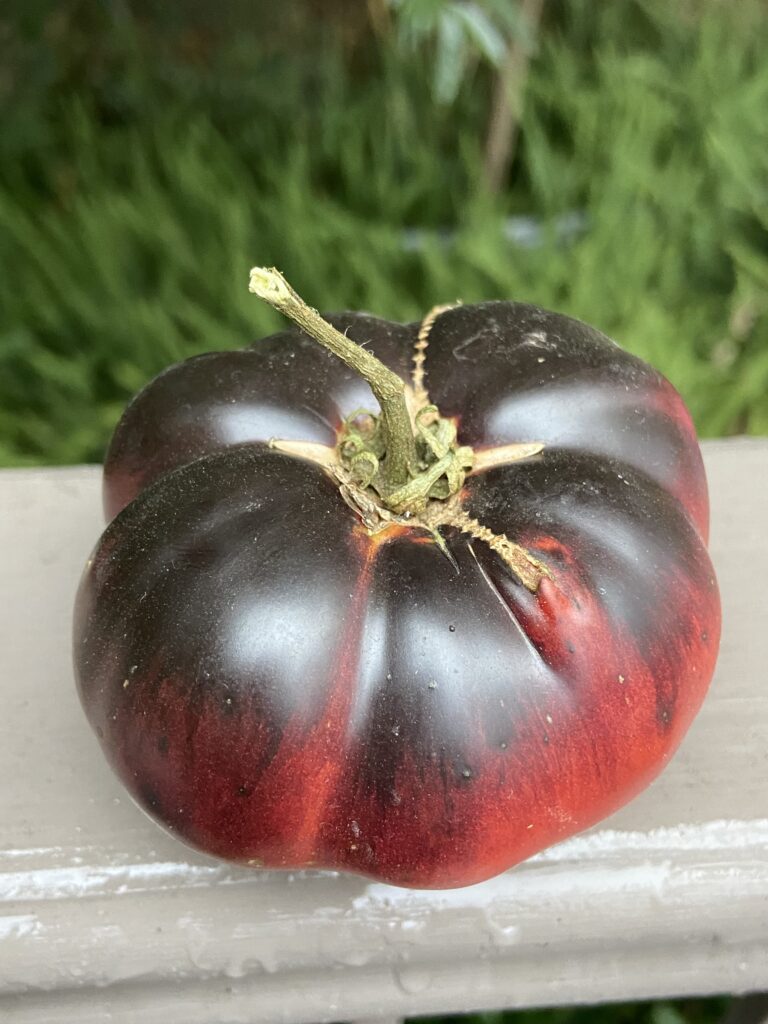 Tomato - Blue Beauty - Local Seeds