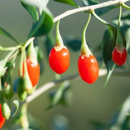 1x Goji Berry Or Wolfberry Plant - Local Seeds