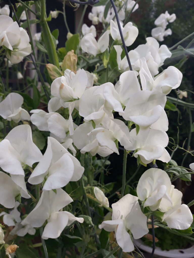 Sweet Pea (white) - Local Seeds