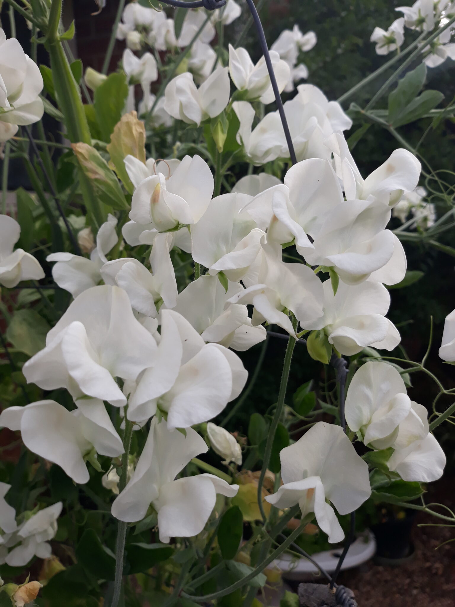Sweet Pea (white) - Local Seeds