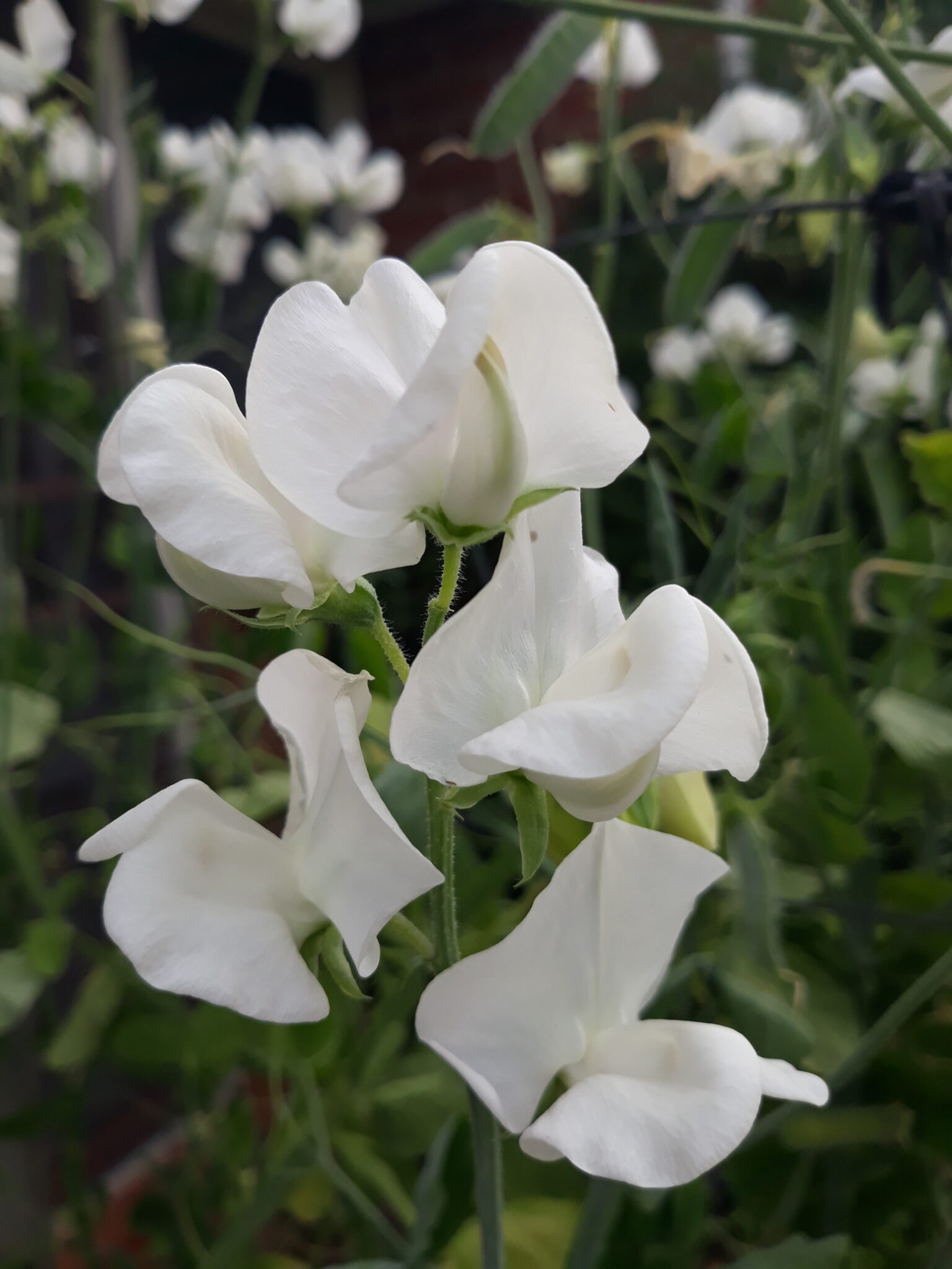 Sweet Pea (white) - Local Seeds