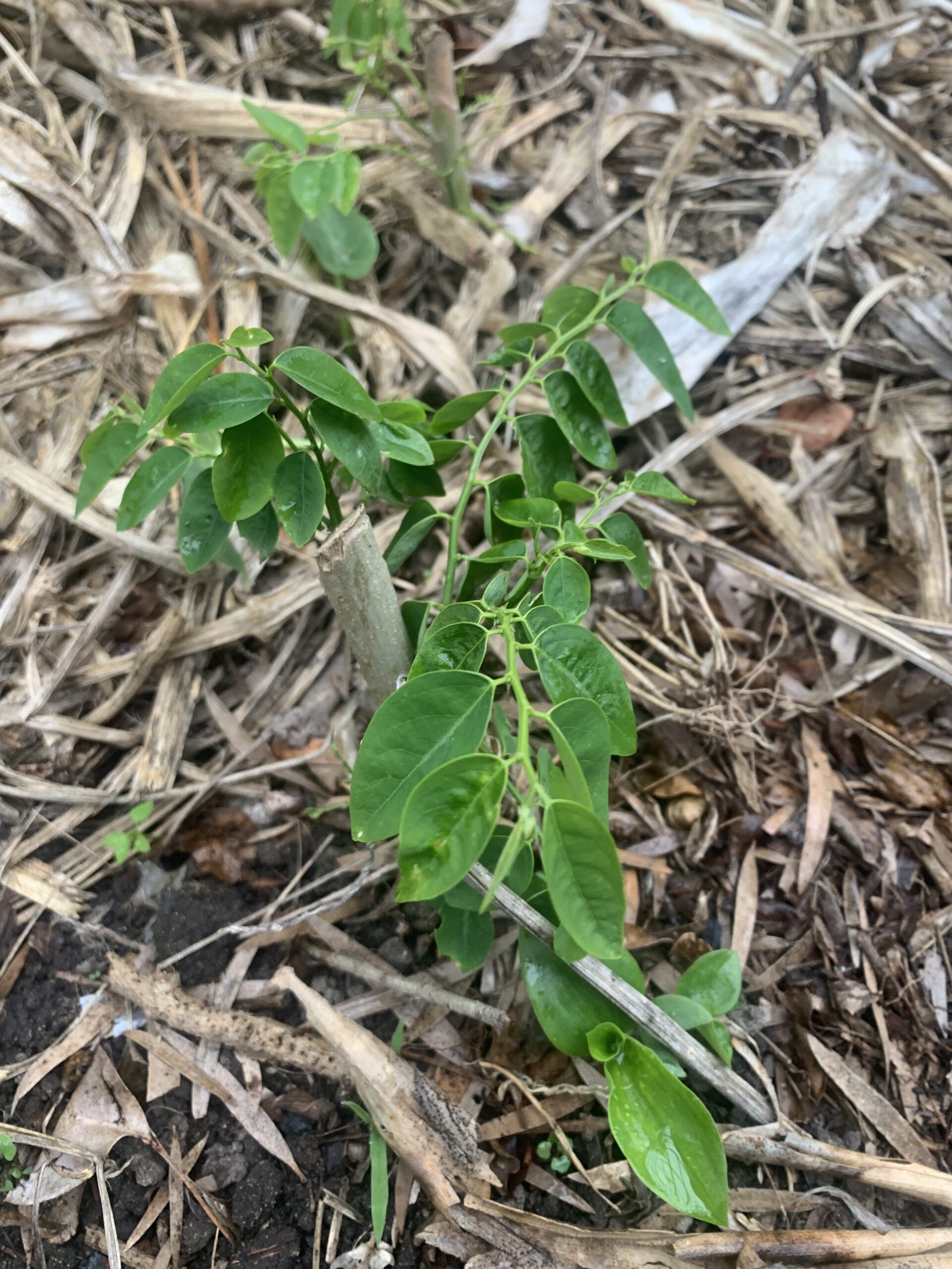 Katuk Sweet Leaf Plants 5 Healthy Plants Local Seeds Katuk Sweet Leaf Plants 5 Healthy Plants Local Seeds