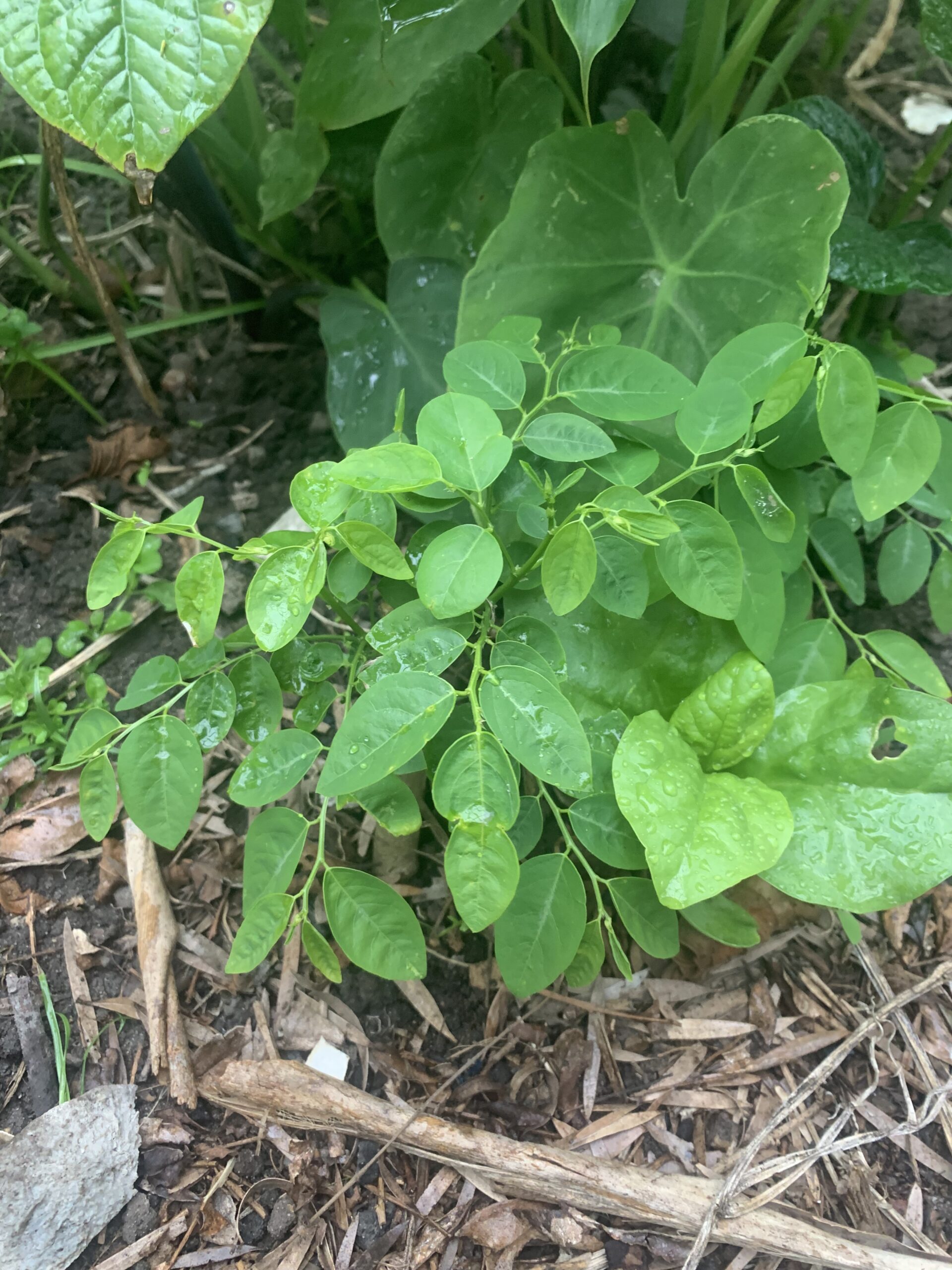 Katuk Sweet Leaf Plants 5 Healthy Plants Local Seeds Katuk Sweet Leaf Plants 5 Healthy Plants Local Seeds
