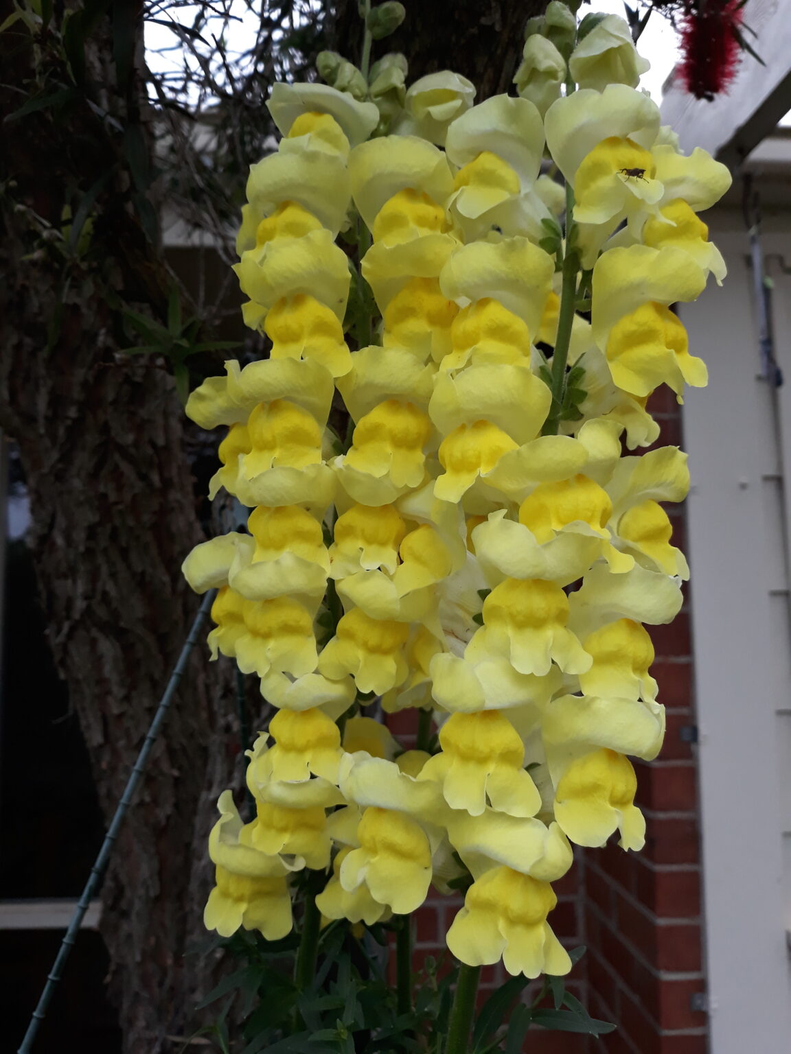 Snapdragon (yellow) - Local Seeds