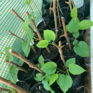 1x Black Mulberry Seedling Plant - Local Seeds