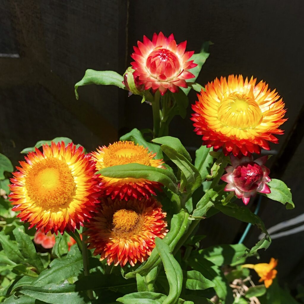 Xerochrysum Bracteatum (Mixed Colour) Everlasting Paper Daisy (5g bulk ...