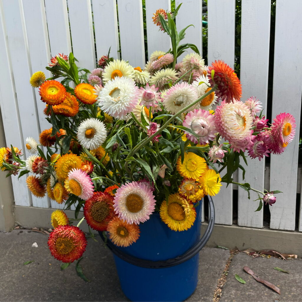 Xerochrysum Bracteatum (Mixed Colour) Everlasting Paper Daisy (5g bulk ...