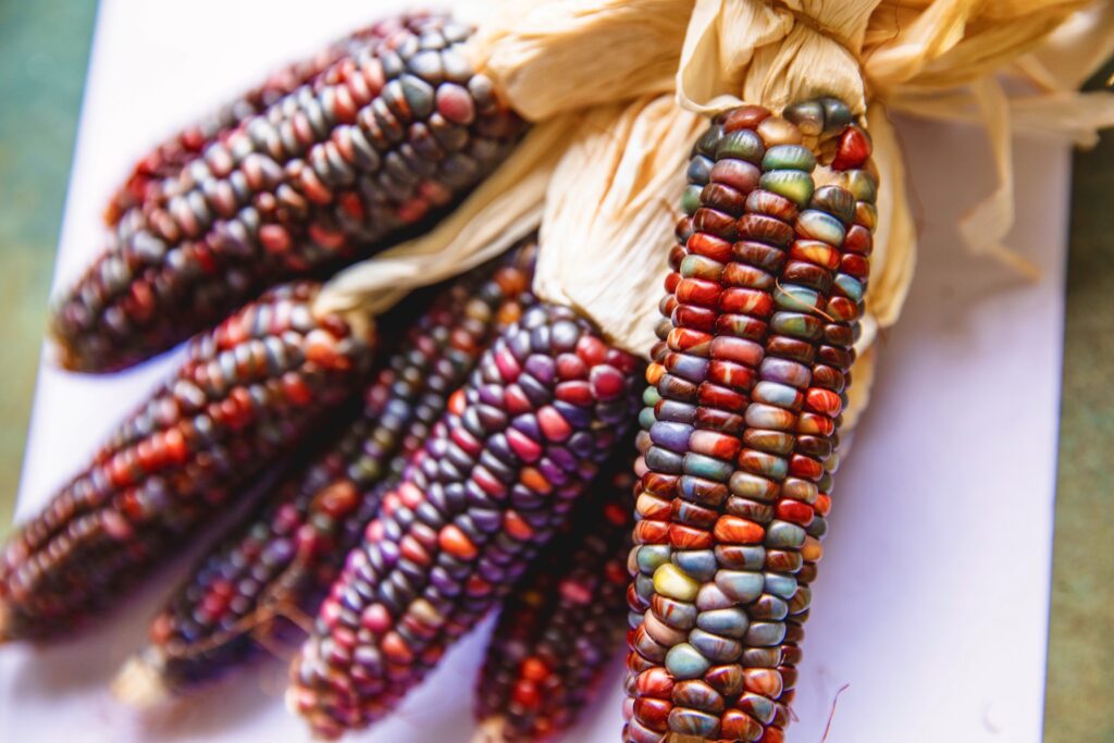 Glass Gem Corn - Local Seeds