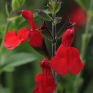 Salvia Red - Local Seeds