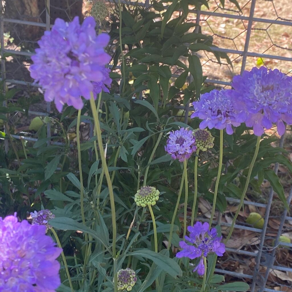 Scabiosa (purple) - Local Seeds