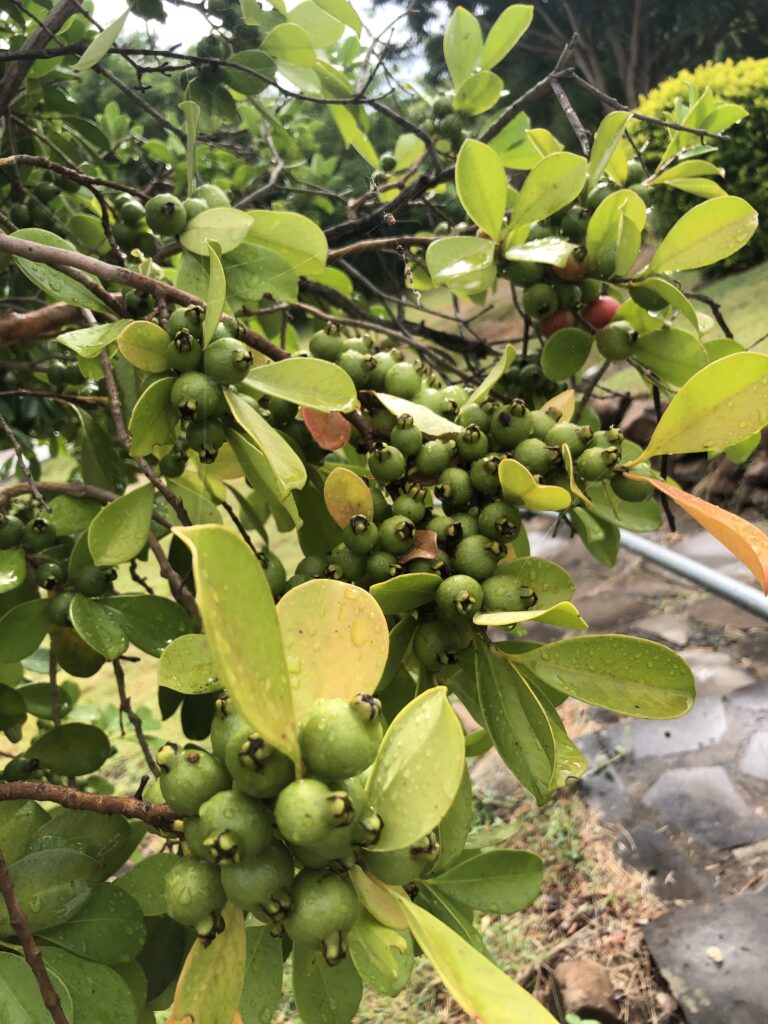 Strawberry Guava Psidium Cattleianum - Local Seeds