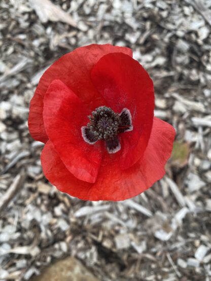 Red Flanders Poppy - Local Seeds