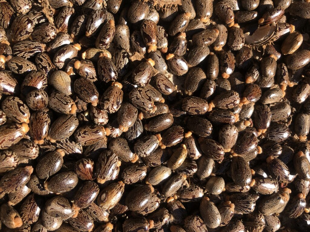 Castor Oil Seed Ricinus Communis - Local Seeds