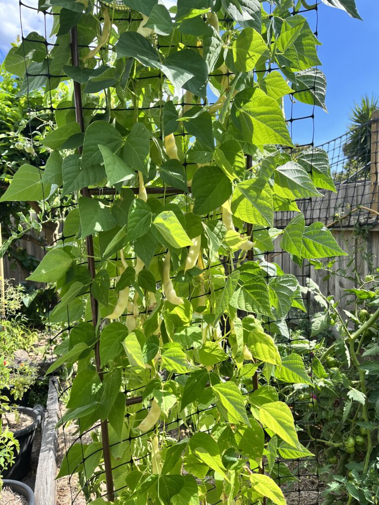 Climbing Beans - Golden Romano - Local Seeds