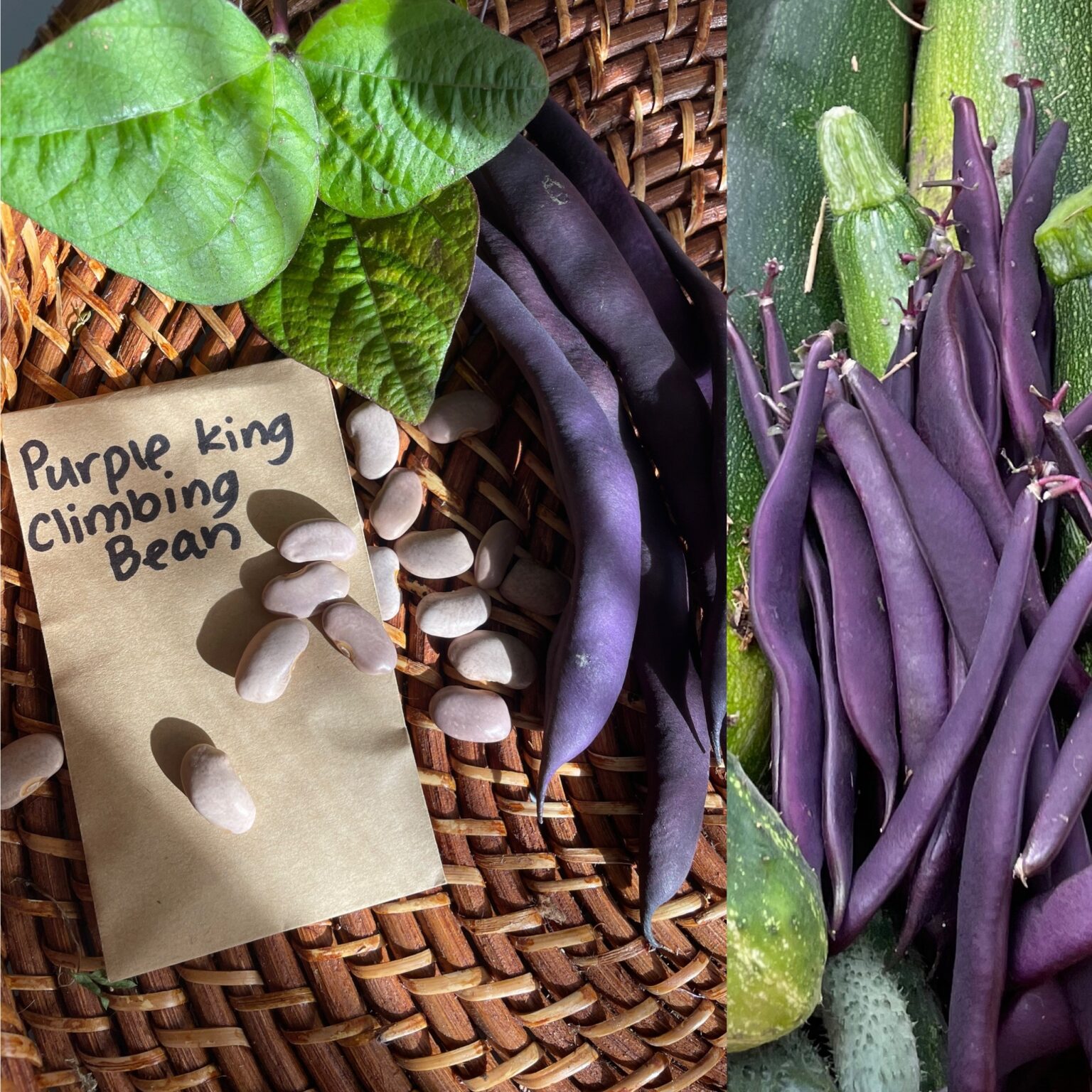 Purple King Climbing Beans - Local Seeds