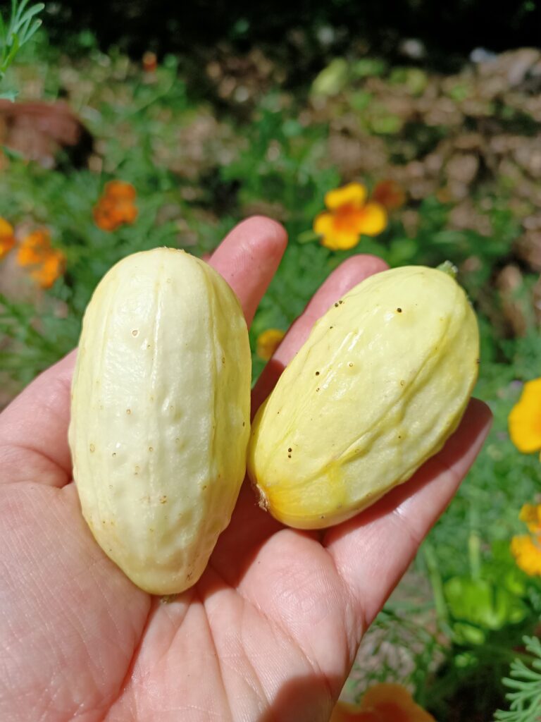 Cucumber Mini White - Local Seeds
