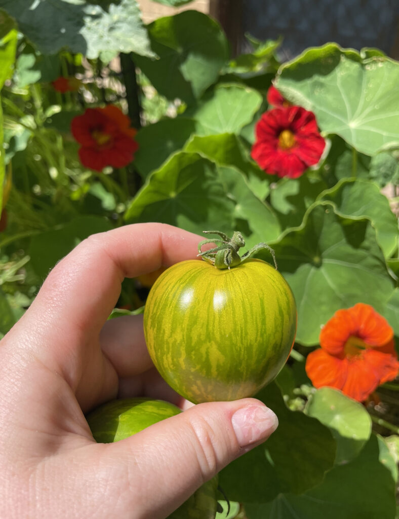 Green Zebra Tomato - Local Seeds