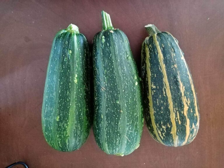 Green Stripped Marrow - Local Seeds