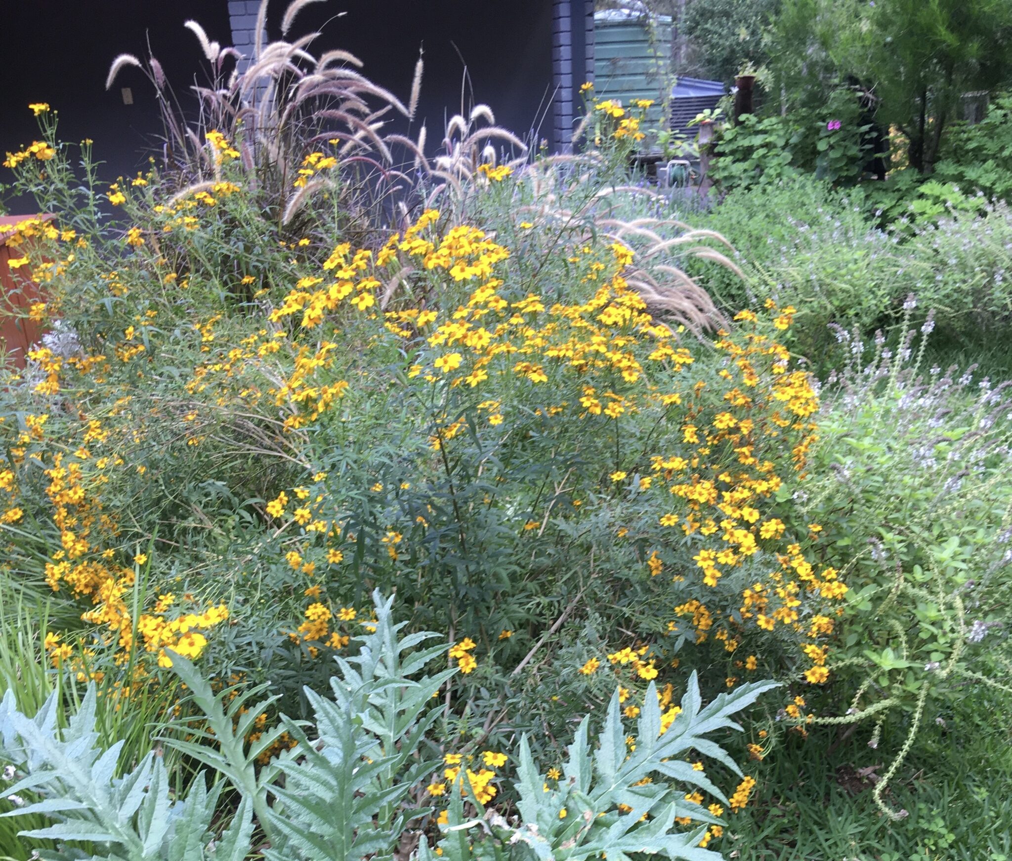 Tagetes Lemmonii Fresh Passionfruit Scented Mexican Marigold - Local Seeds