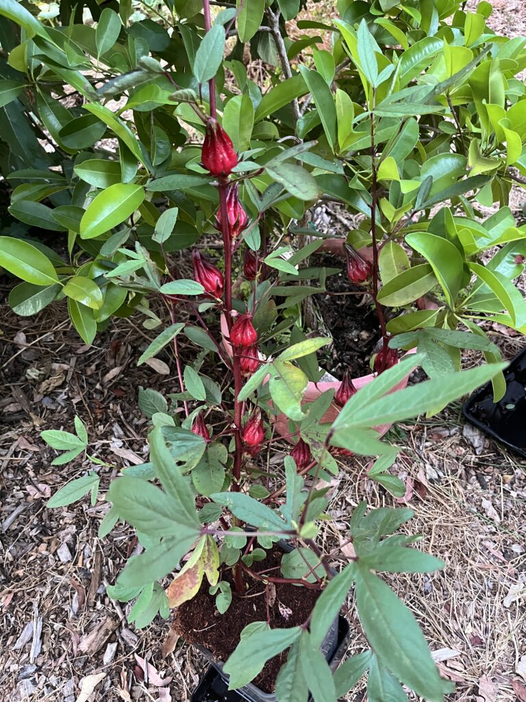 Rosella - Local Seeds