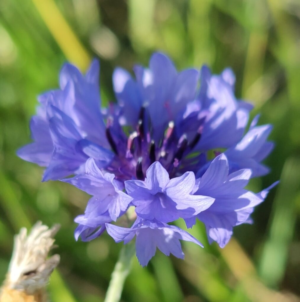 Cornflower - Blue Ball - Local Seeds