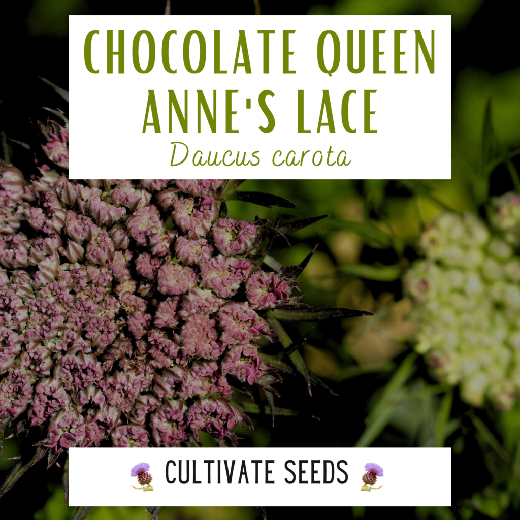 Chocolate Queen Anne's Lace - Local Seeds