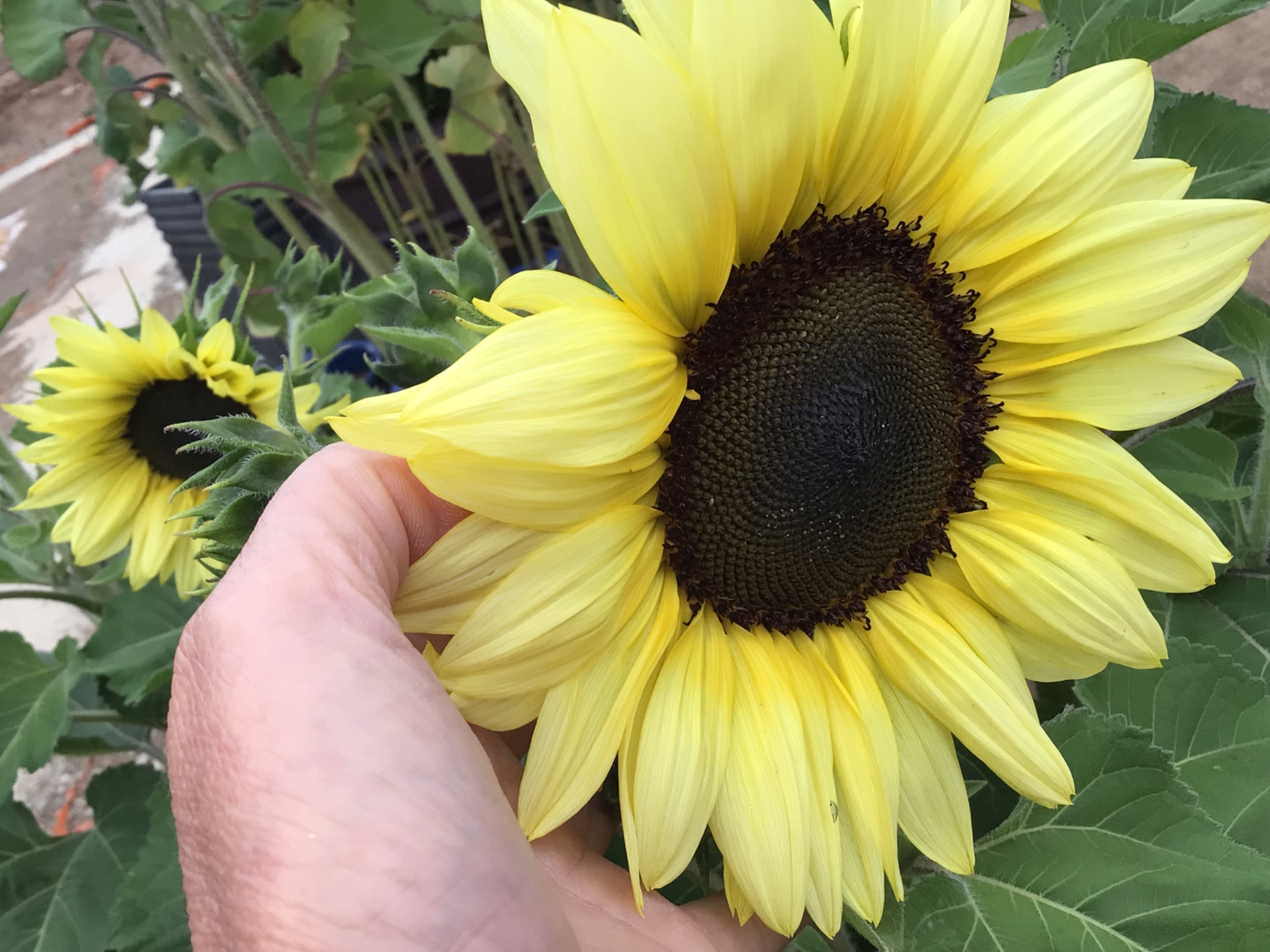 Sunflower, Lemon Bling - Local Seeds