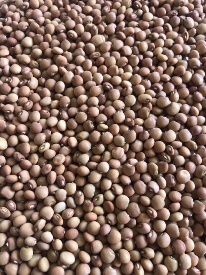Pigeon Pea Cajanus Cajan - Local Seeds