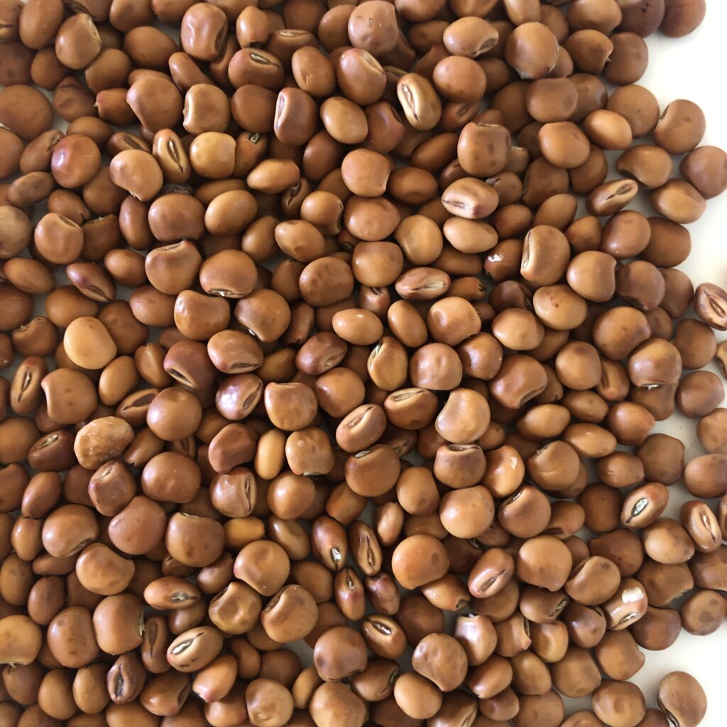 Pigeon Pea Large Seed Variety - Local Seeds