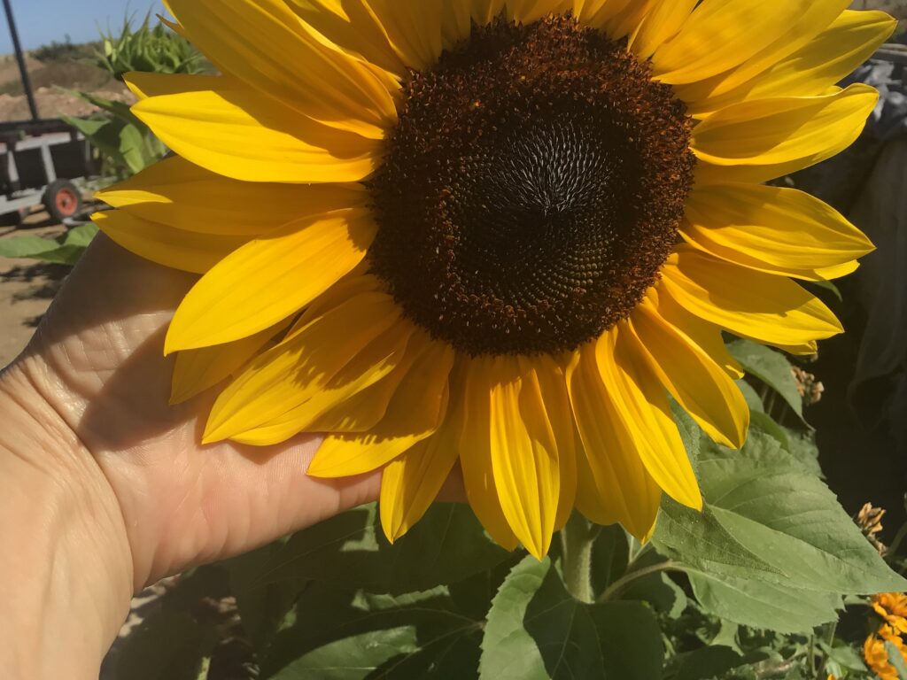 Sunflower Supernova - Local Seeds