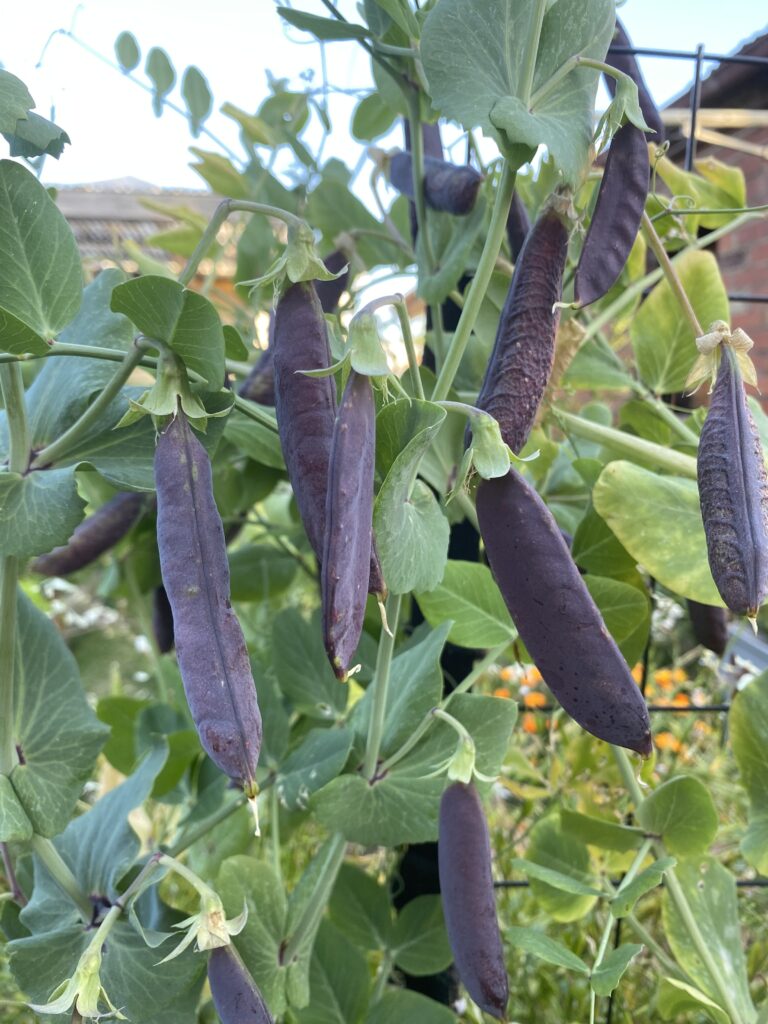 Dutch Purple Podded Pea - Local Seeds
