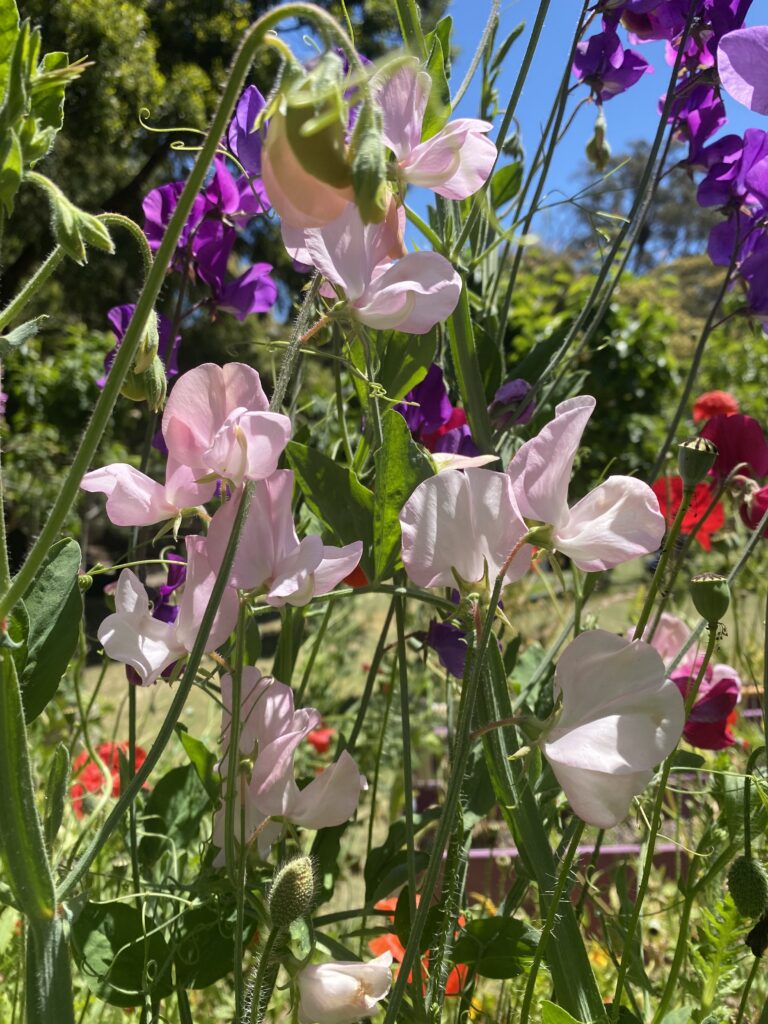 Sweetpea Mixed Colours - Local Seeds