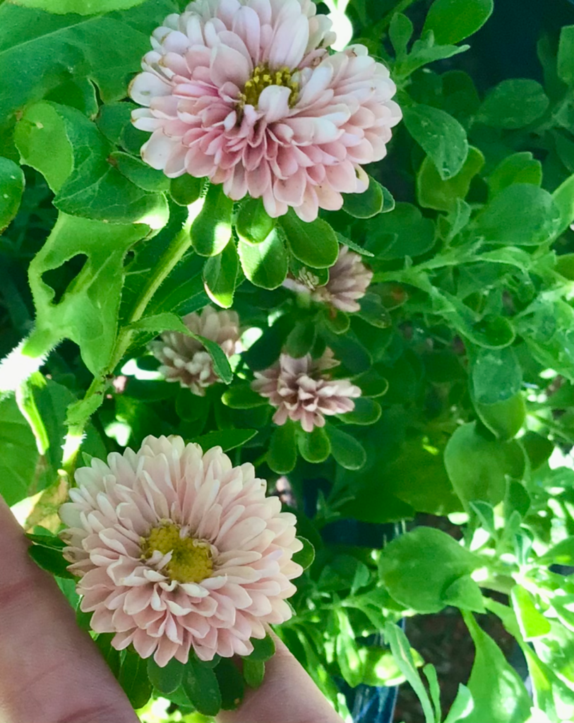 Apricot Aster - Local Seeds
