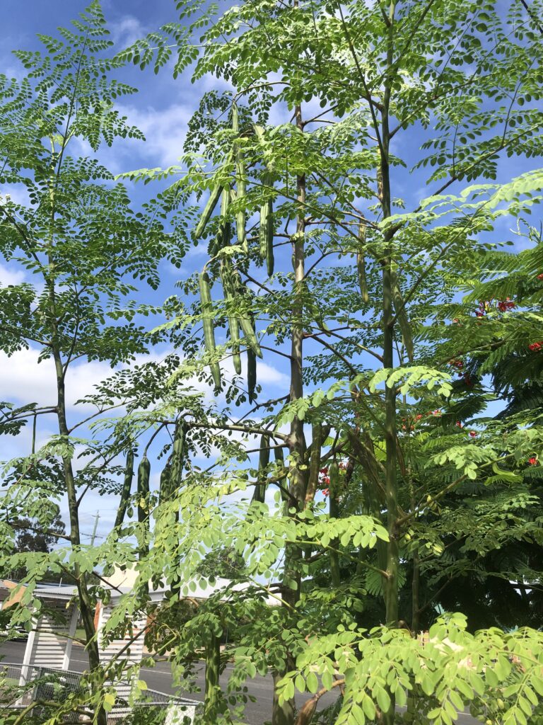 Moringa Oleifera - Local Seeds