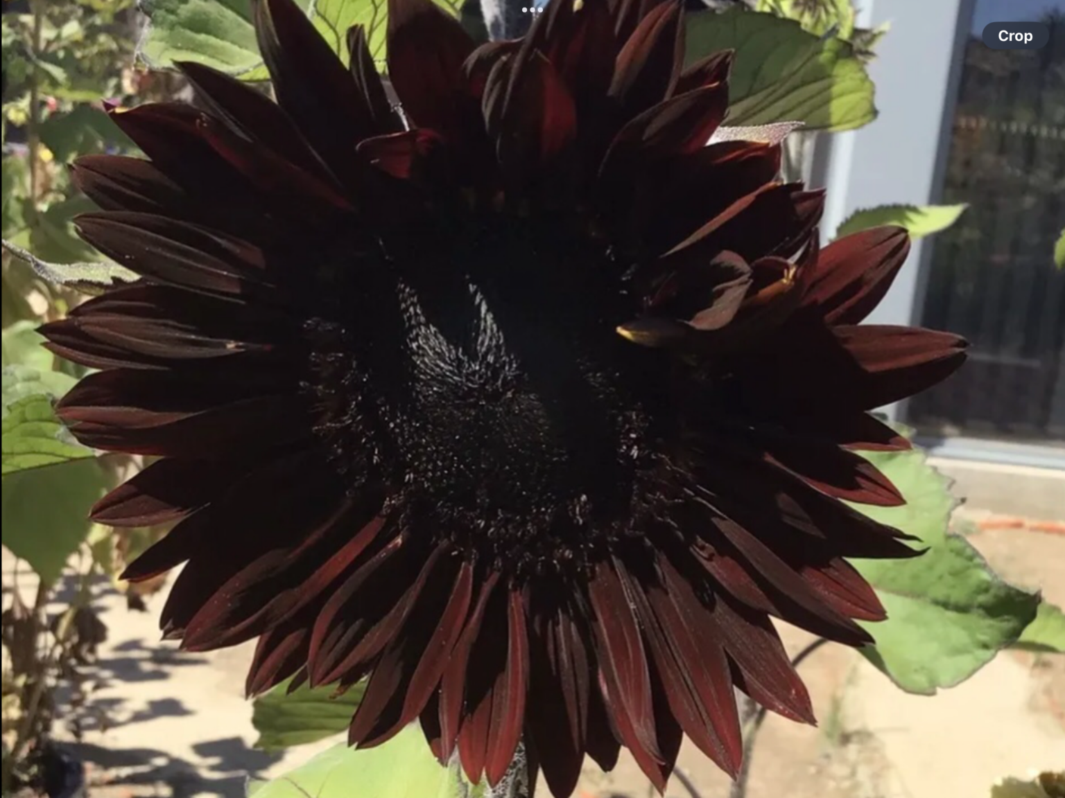 Sunflower Total Eclypse - Local Seeds