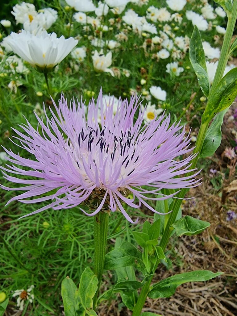 American Basket Flower - Local Seeds