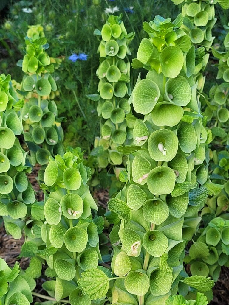 Bells Of Ireland - Local Seeds