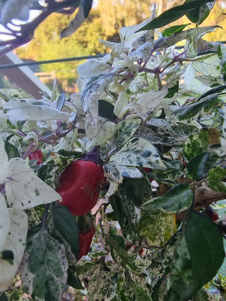 Purple Tiger Chilli - Local Seeds