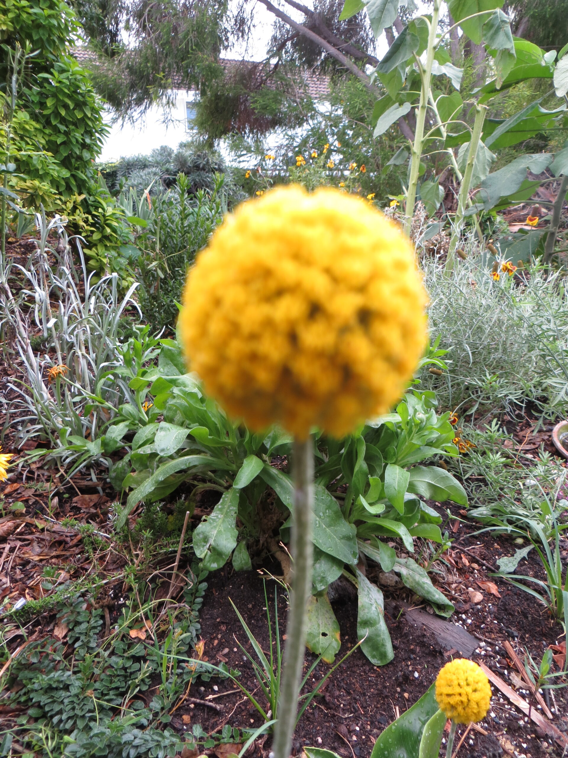 Billy Buttons Pycnosorus Globosus - Local Seeds