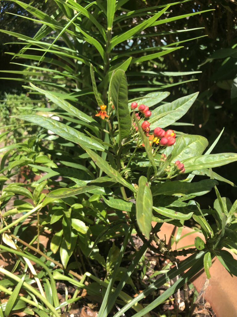 Asclepias Curassavica (Blood Flower) Organic Milkweed - Local Seeds