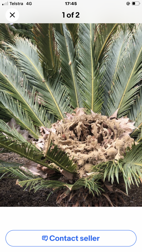 Cycas Revoluta Aka Sago Palm Cycad - Local Seeds