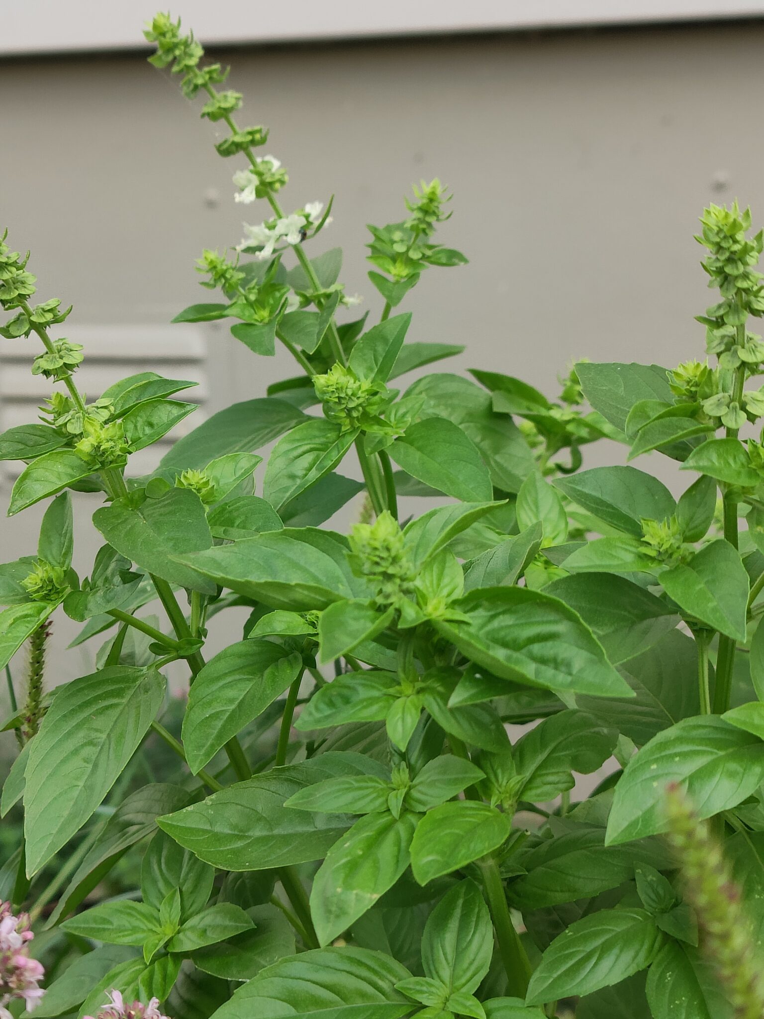 Basil - Local Seeds
