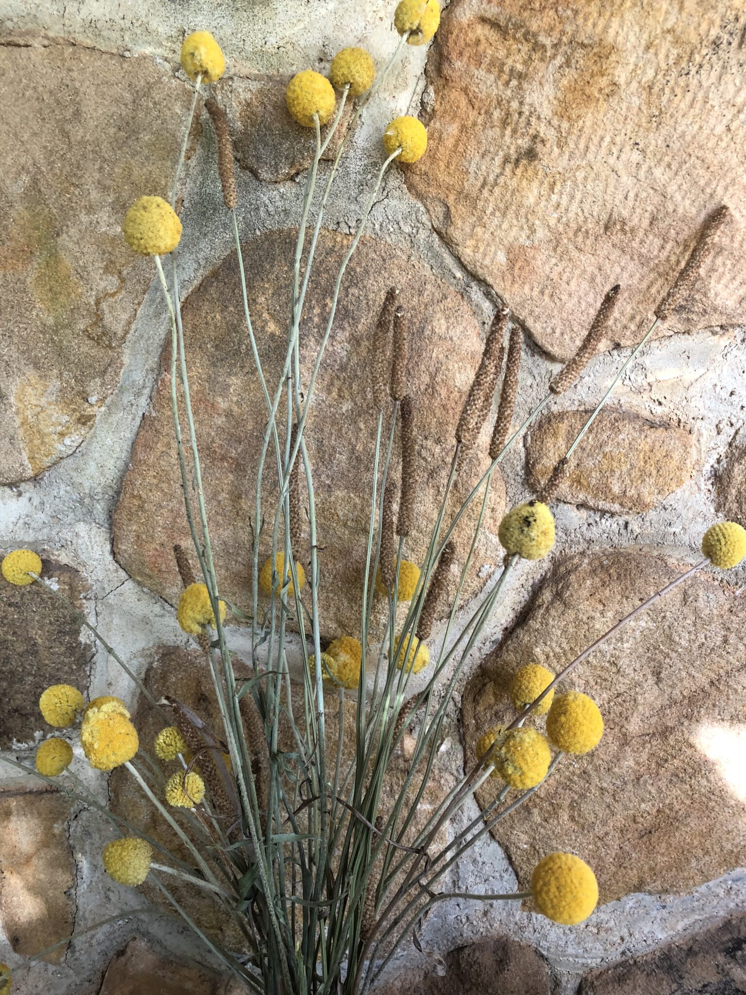 Billy Buttons Pycnosorus Globosus - Local Seeds