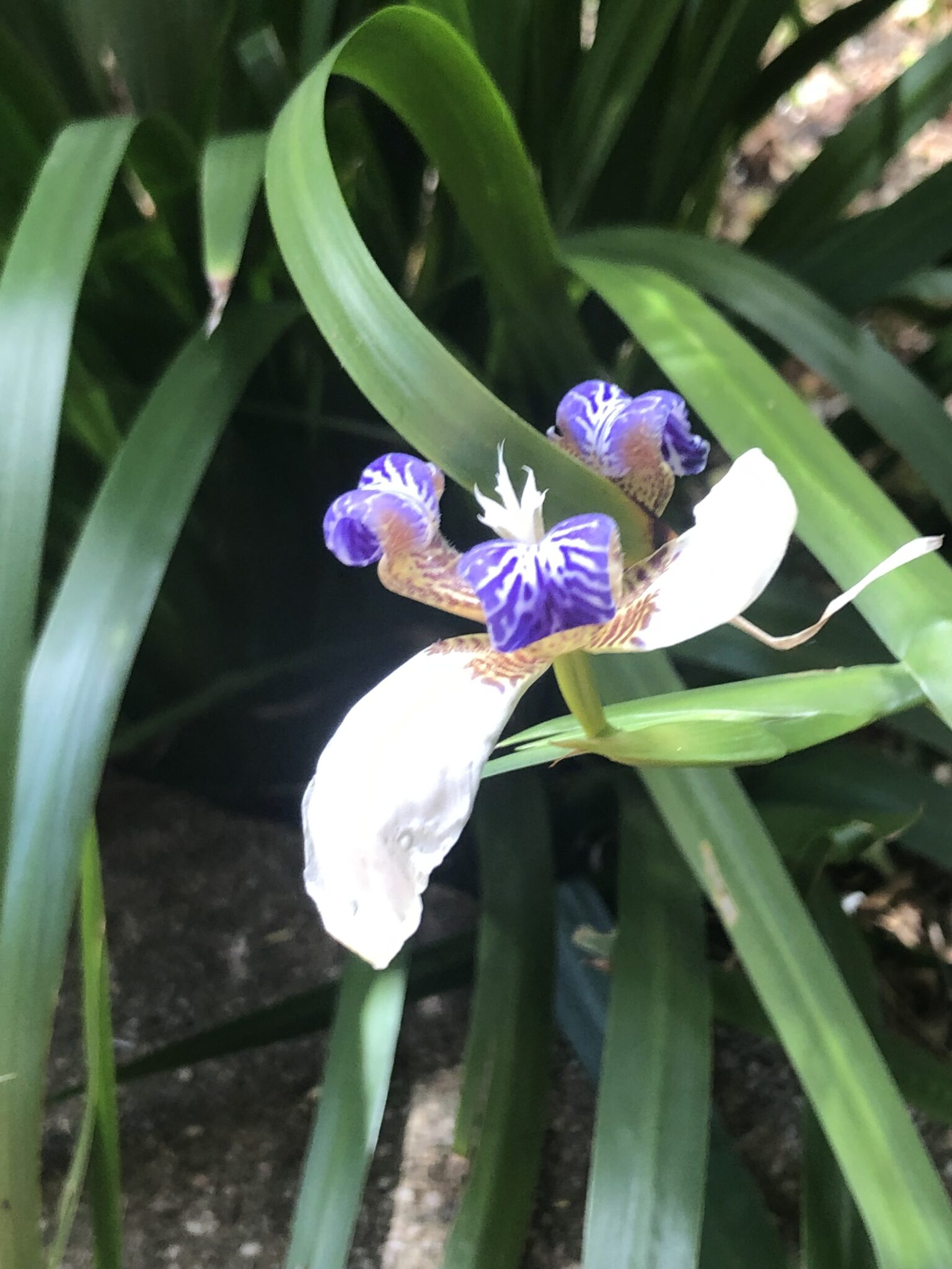 Neomarica Brazilian Walking Iris - Local Seeds