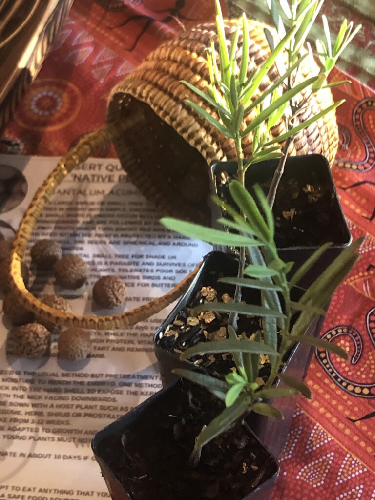 1x Quondong Desert Peach tube stock - Local Seeds