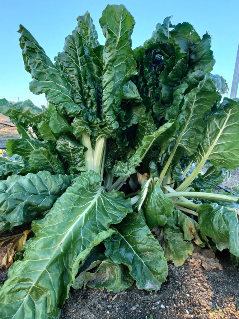 Silverbeet - Local Seeds