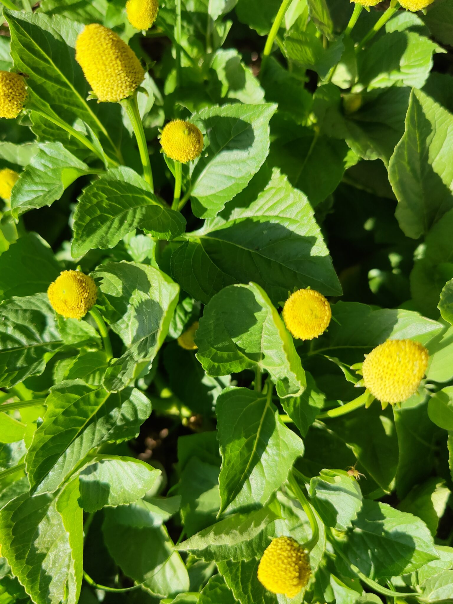 Toothache Plant - Acmella Spilanthes Oleracea - Local Seeds