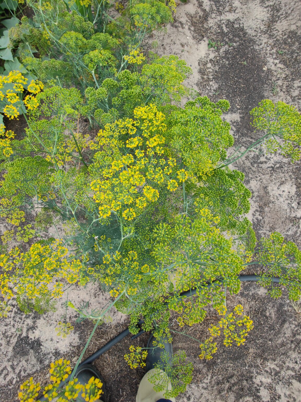 Florence Fennel - Foeniculum Vulgare Dulce - Local Seeds
